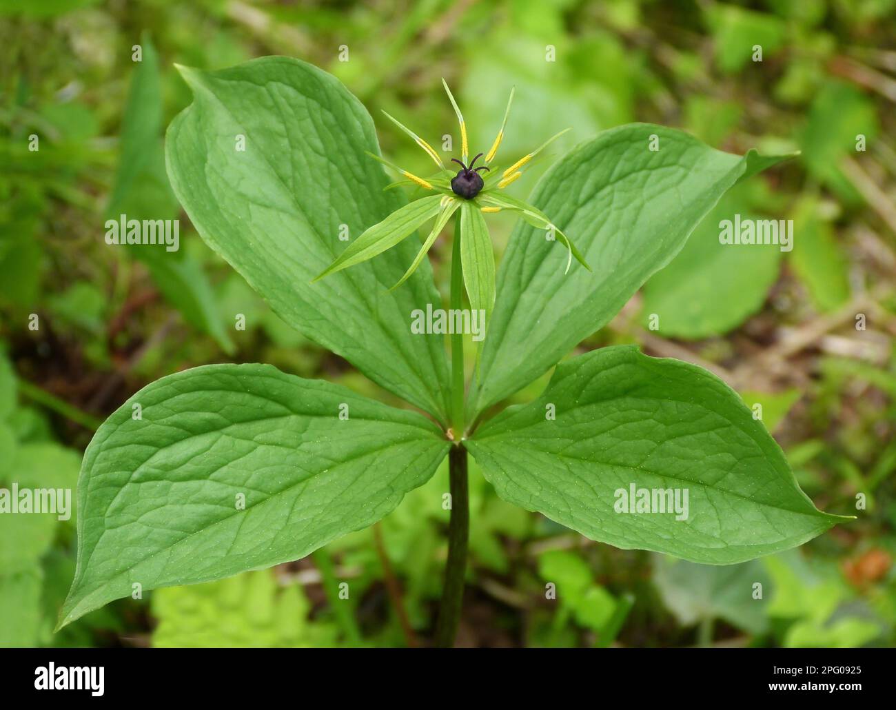 True lover's knot (Paris quadrifolia), Germer family, Herb Paris ...