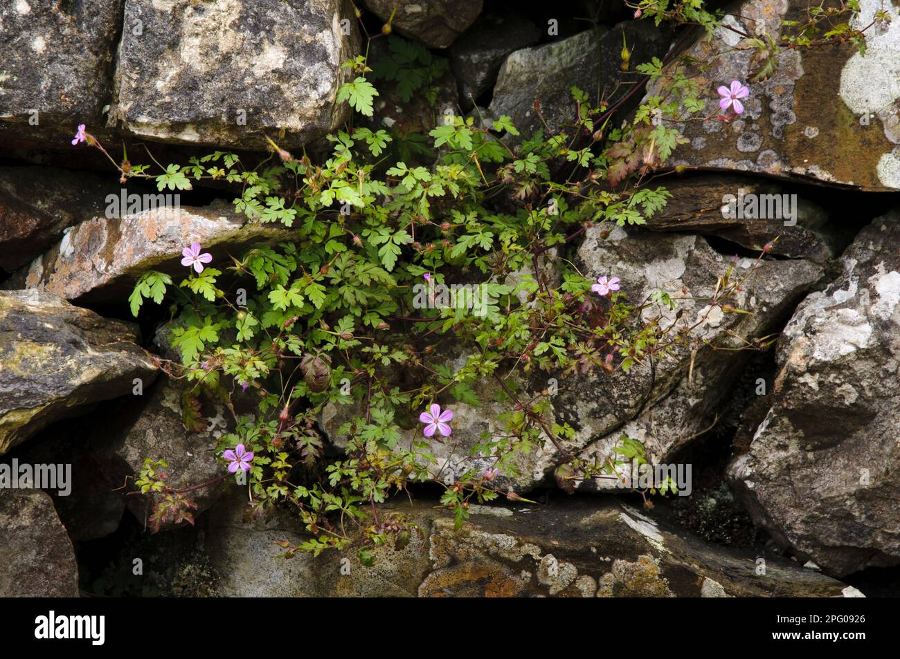 Flowering herb robert (Geranium robertianum), growing on an old dry ...
