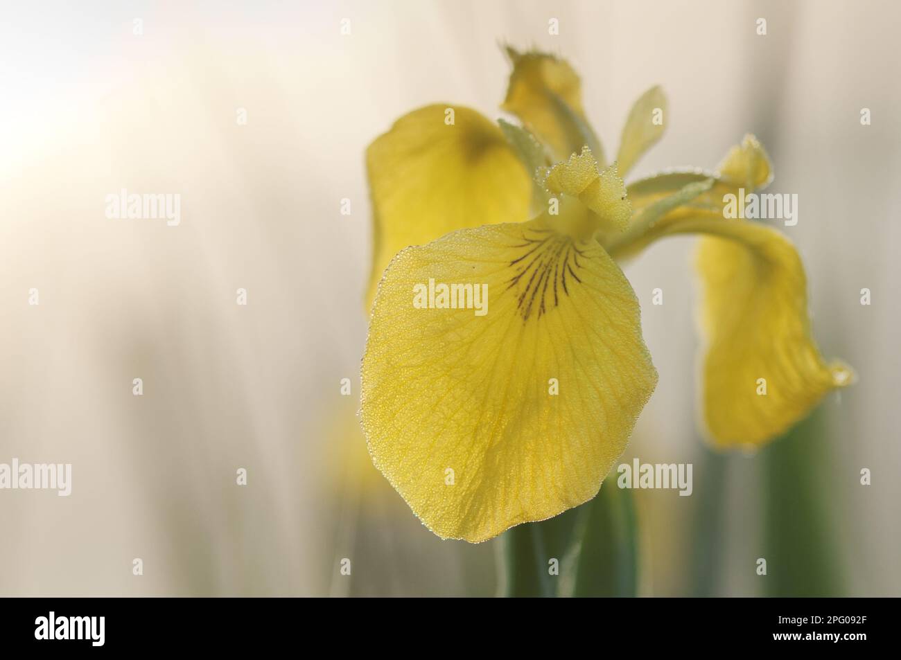 Yellow Iris (Iris pseudacorus) close-up of flowers with dew, North Kent ...