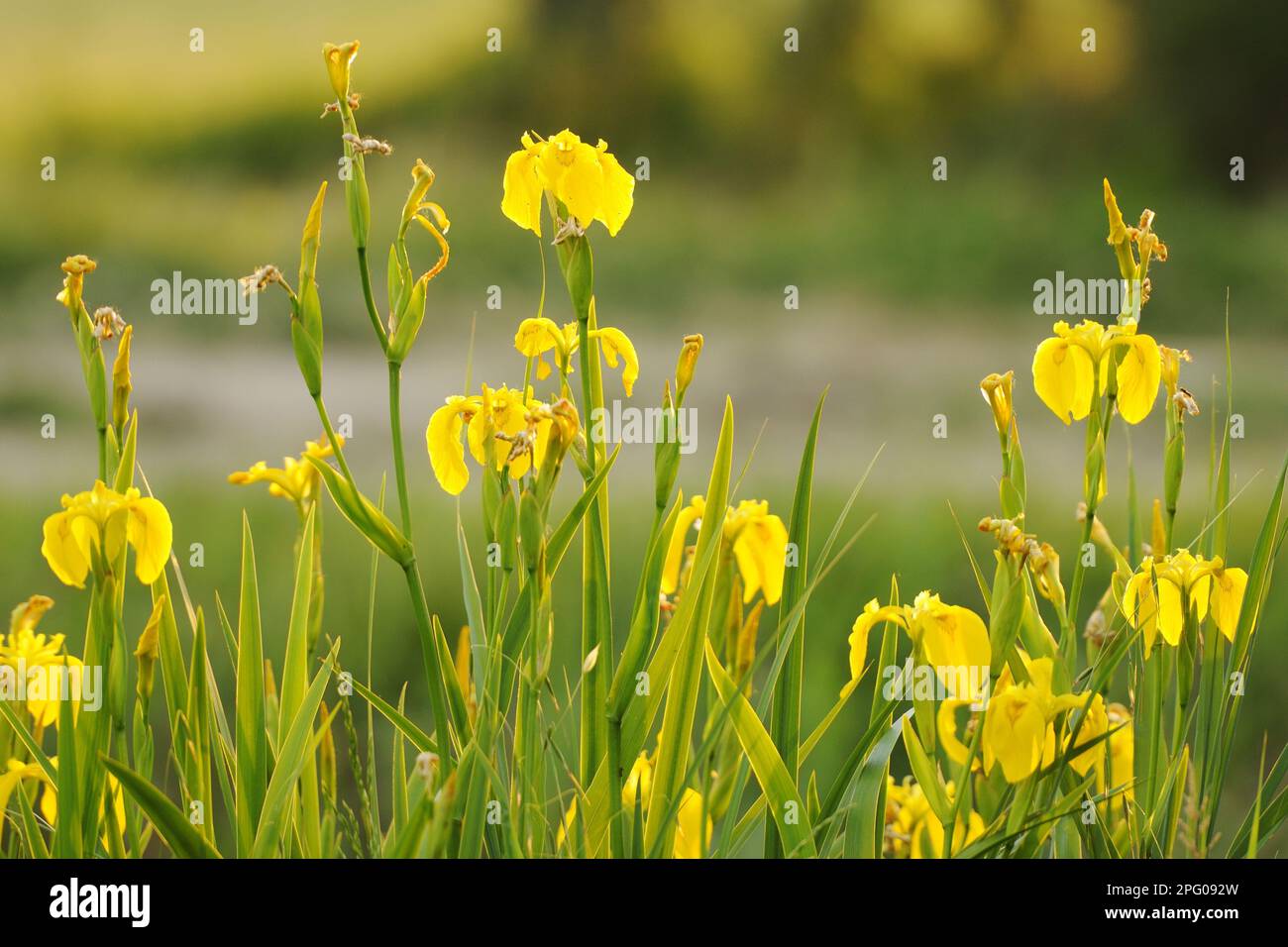 Yellow Iris (Iris pseudacorus) flowering, Italy Stock Photo - Alamy