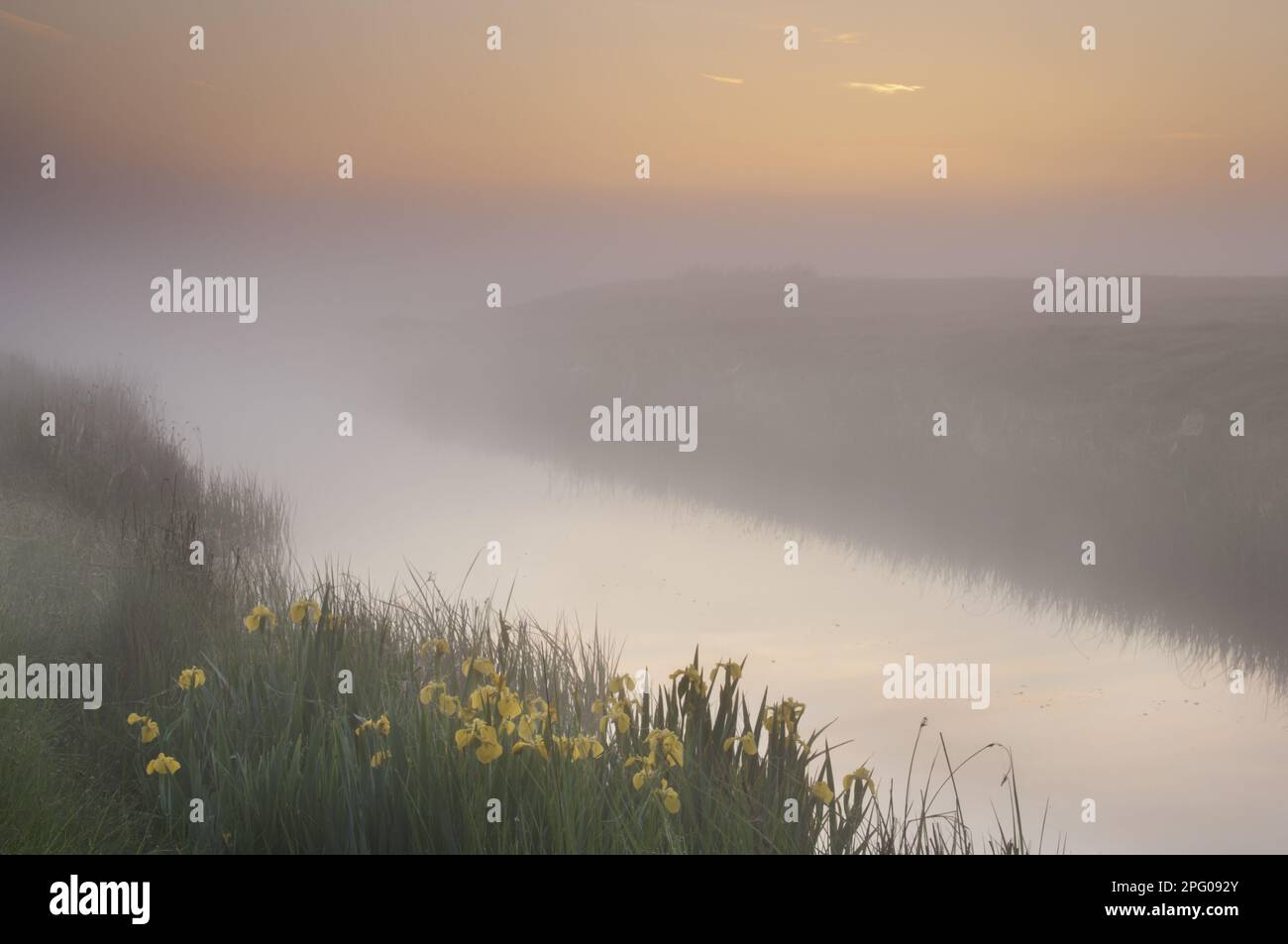 Marsh Iris, Yellow Iris (Iris pseudacorus), Water Iris, Iris family ...
