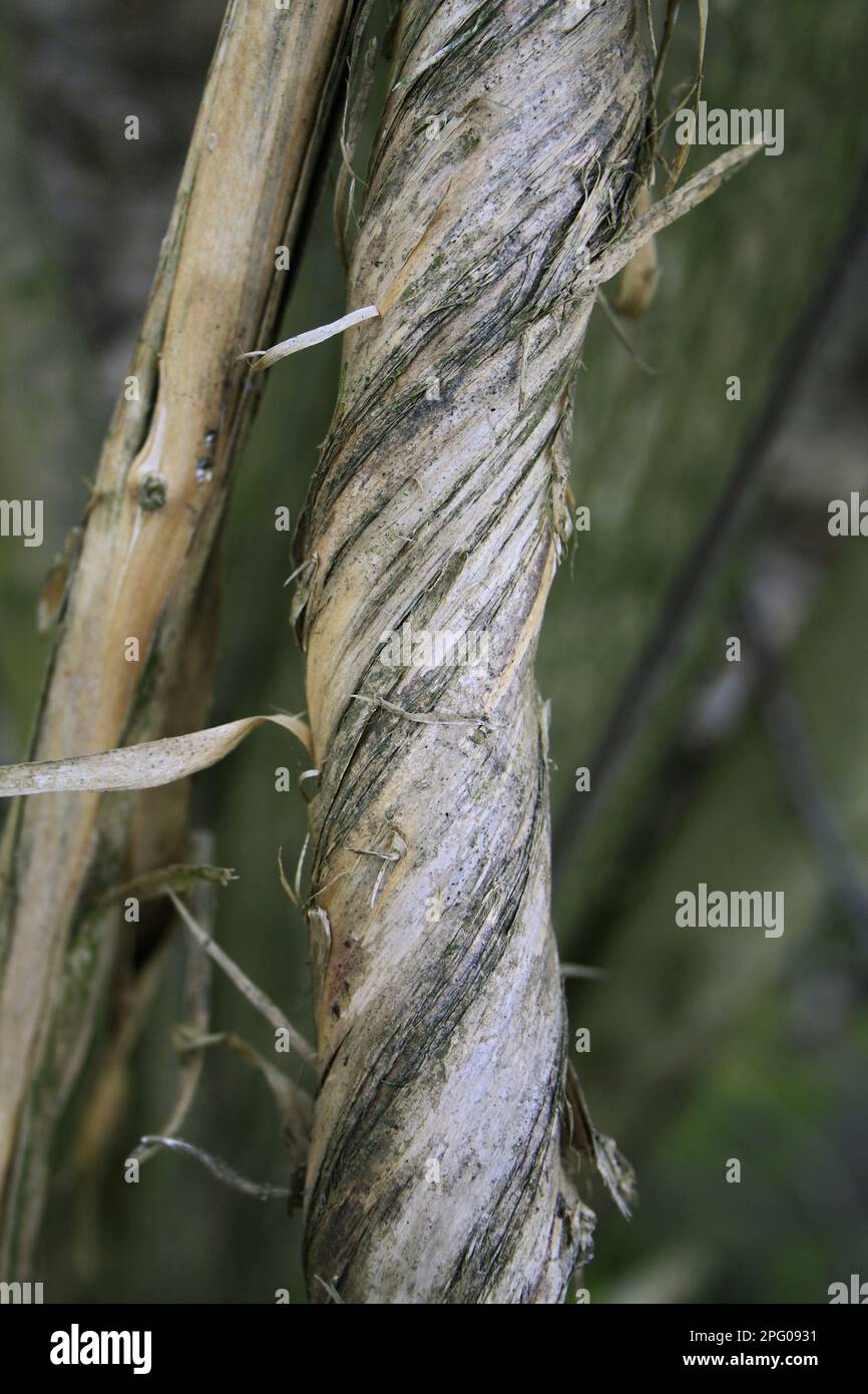 Wild Honeysuckle (Lonicera periclymenum) close-up of twining stem, growing in woodland, Vicarage ...