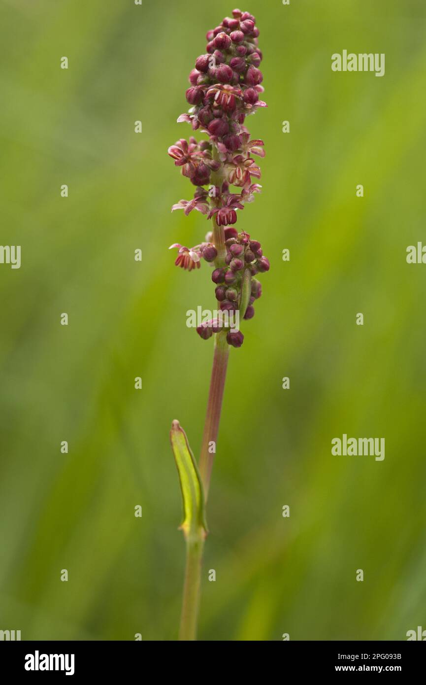 Meadow sorrel, Common sorrel (Rumex acetosa), Knotweed, Common sorrel ...