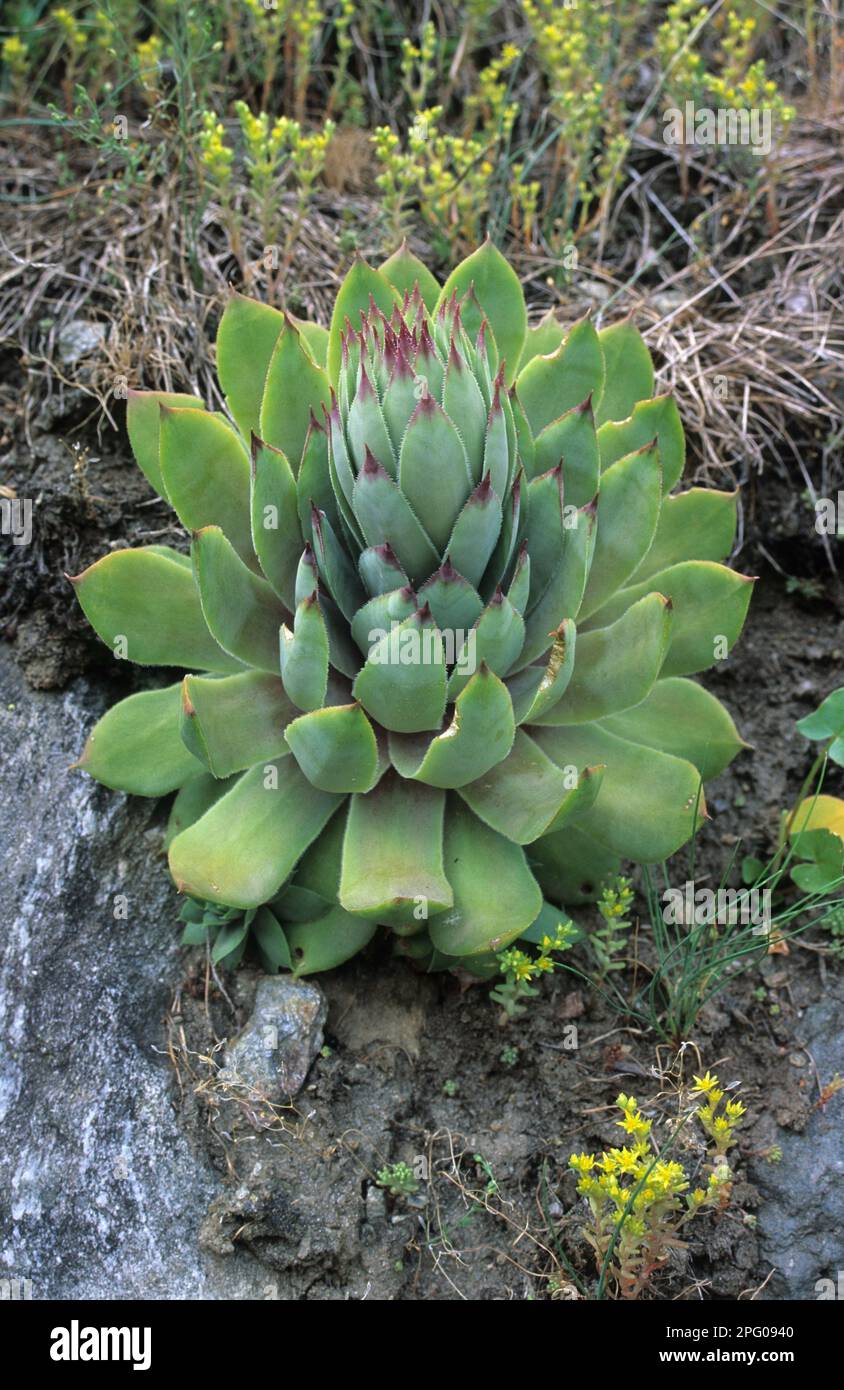 Tectorum, roof houseleek, common houseleek (Sempervivum tectorum ...