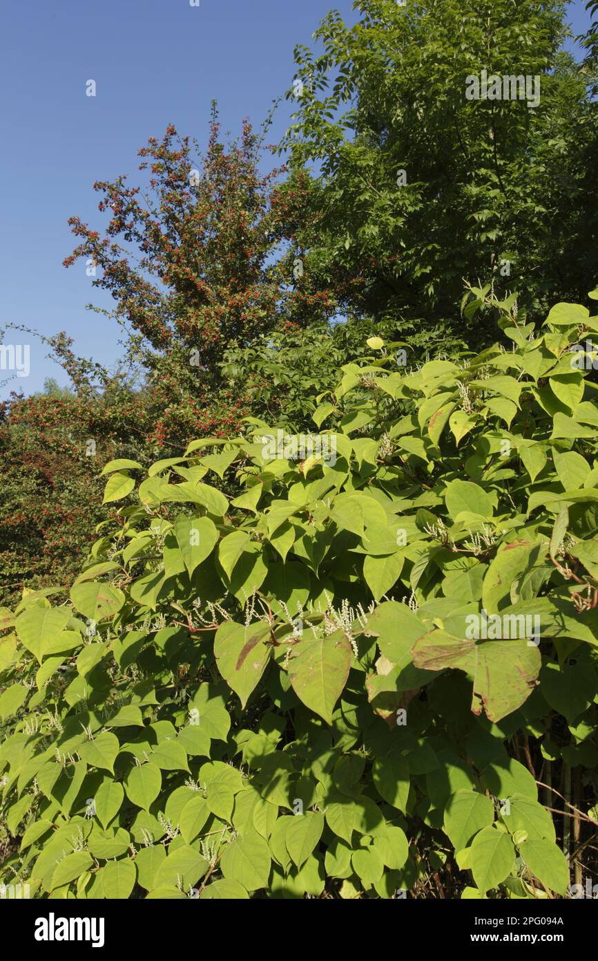 Japanese Knotweed (Fallopia japonica) introduced invasive species ...