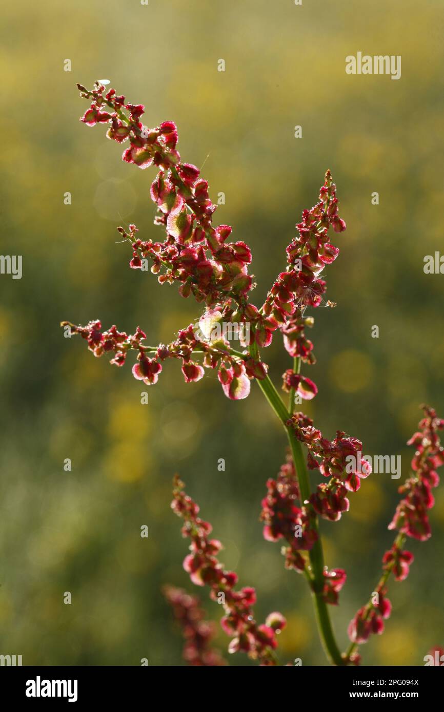Meadow sorrel, Common sorrel (Rumex acetosa), Knotweed, Common sorrel ...