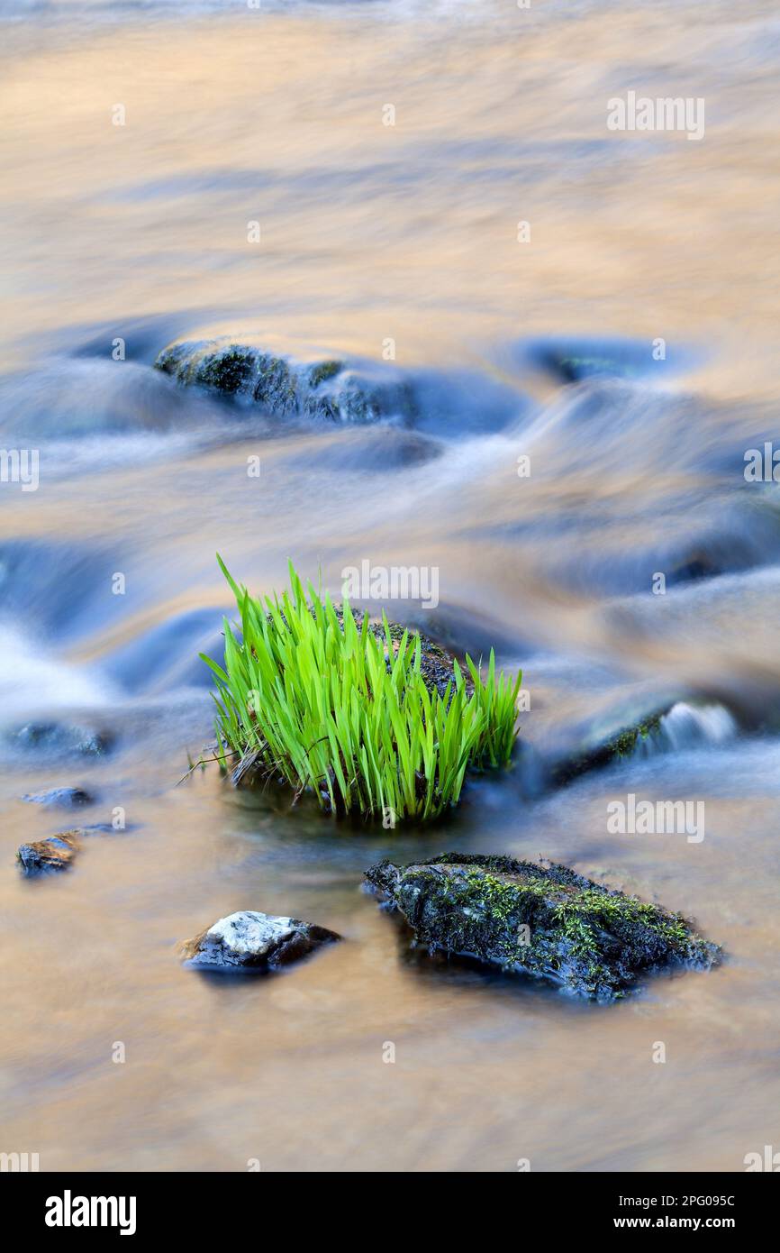 Yellow Iris (Iris pseudacorus) new growth, growing beside rock in river ...