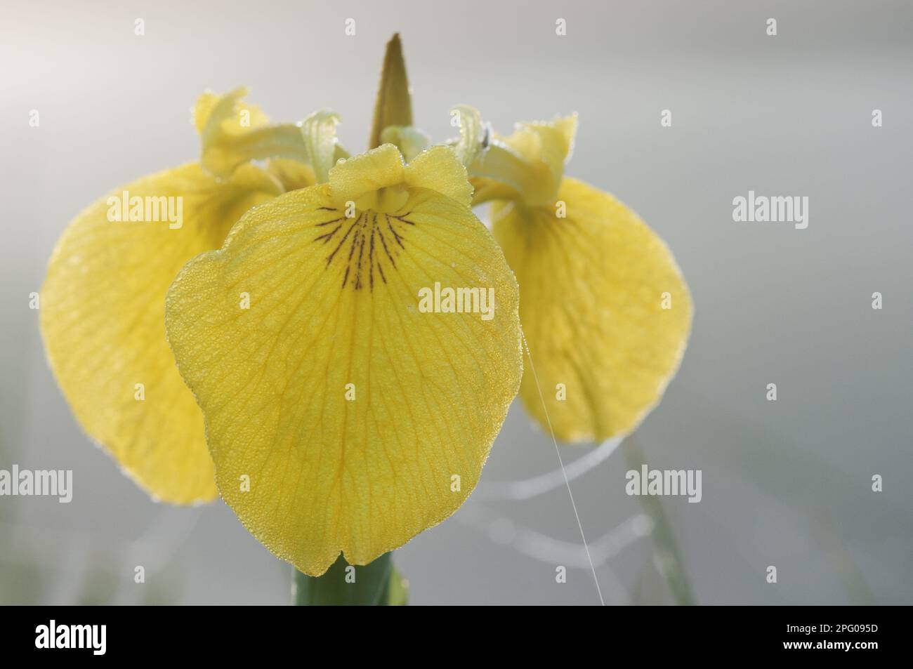 Kent marshes hi-res stock photography and images - Alamy