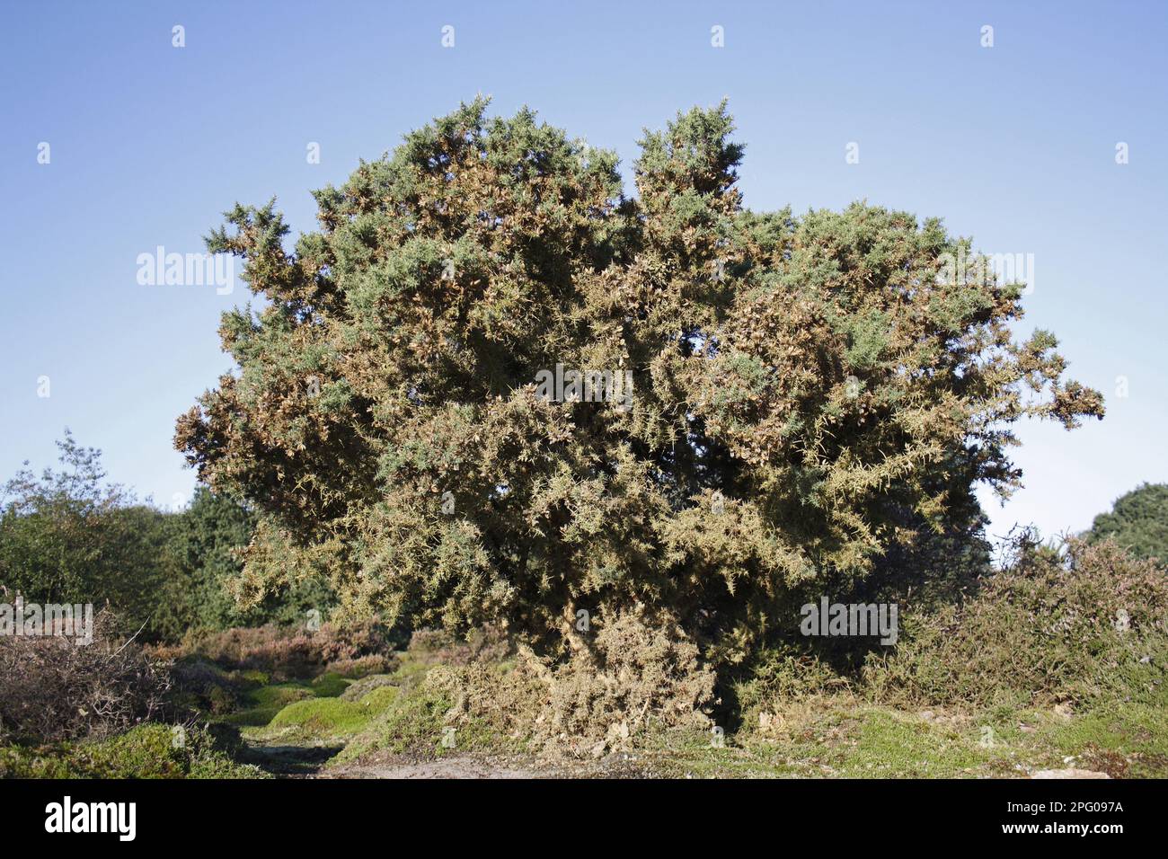 Common Gorse (Ulex europaeus) habit, growing on lowland heathland ...