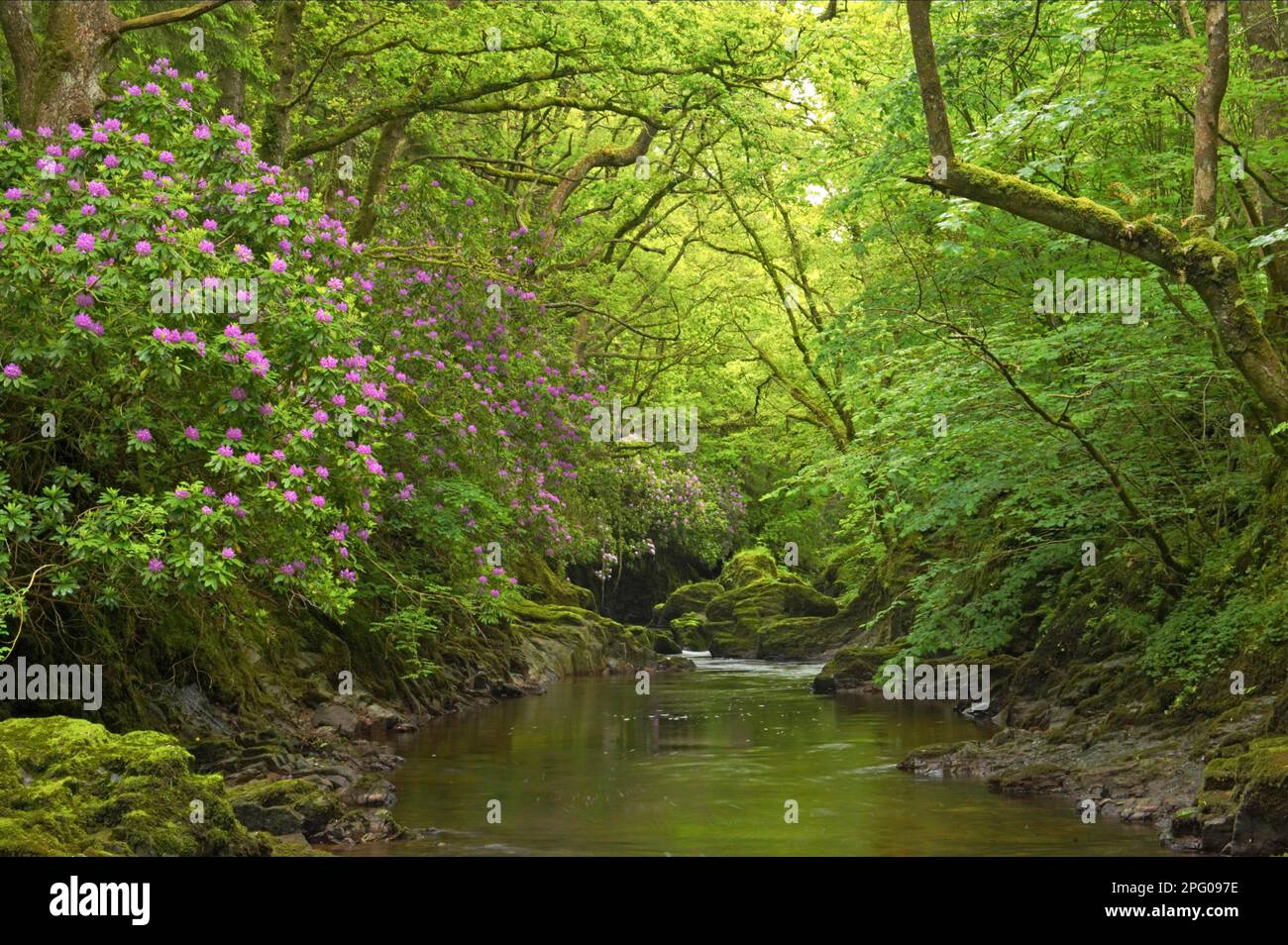 Common pontic rhododendron (Rhododendron ponticum) introduced invasive ...