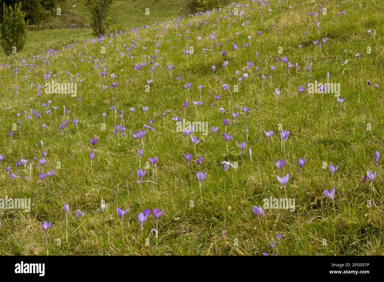 The transylvanian crocus hi-res stock photography and images - Alamy