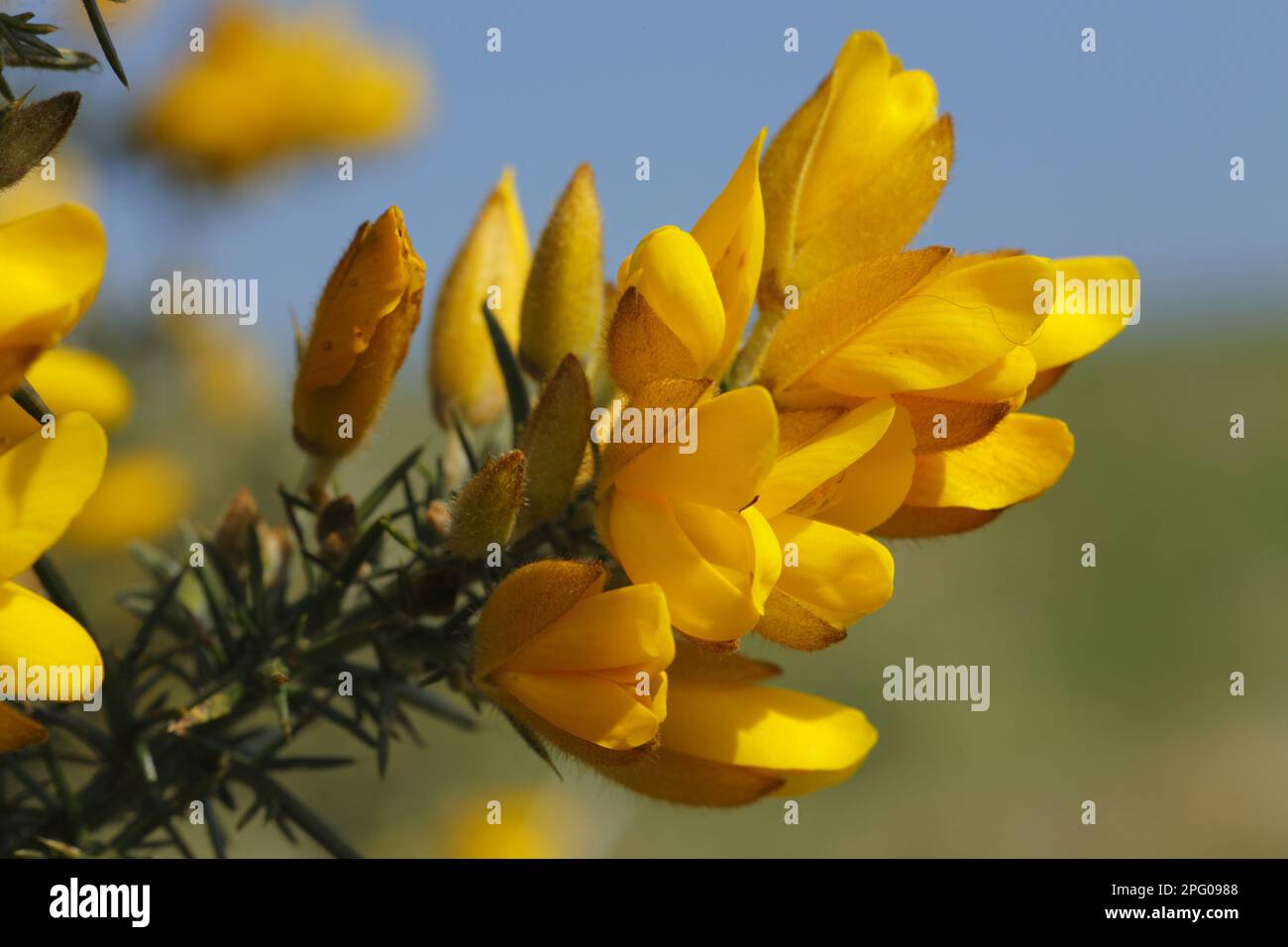 Common common gorse (Ulex europaeus) close-up of flowers, Powys, Wales ...
