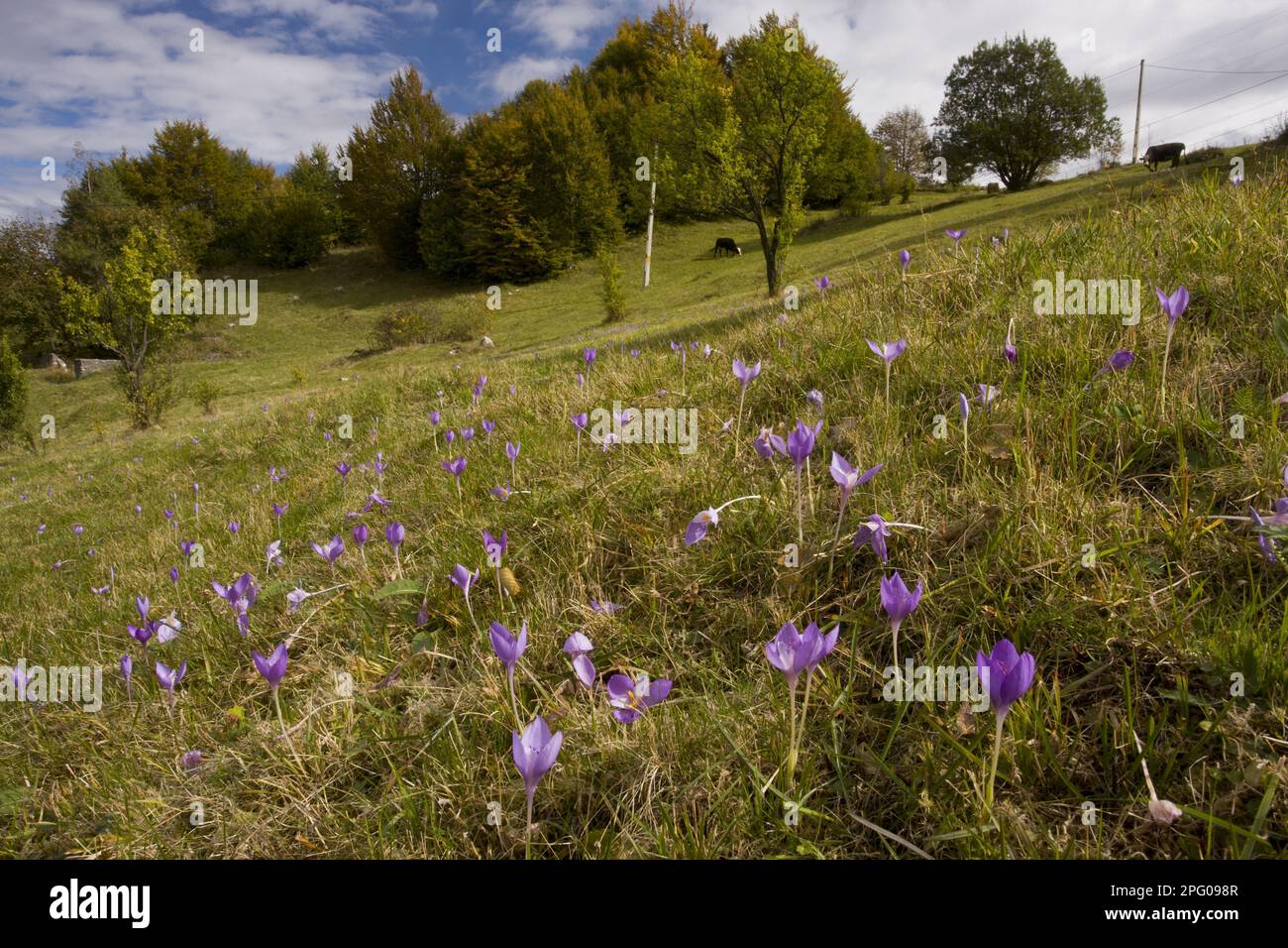 Autumn Crocus (Crocus banaticus) flowering, mass in pasture habitat ...