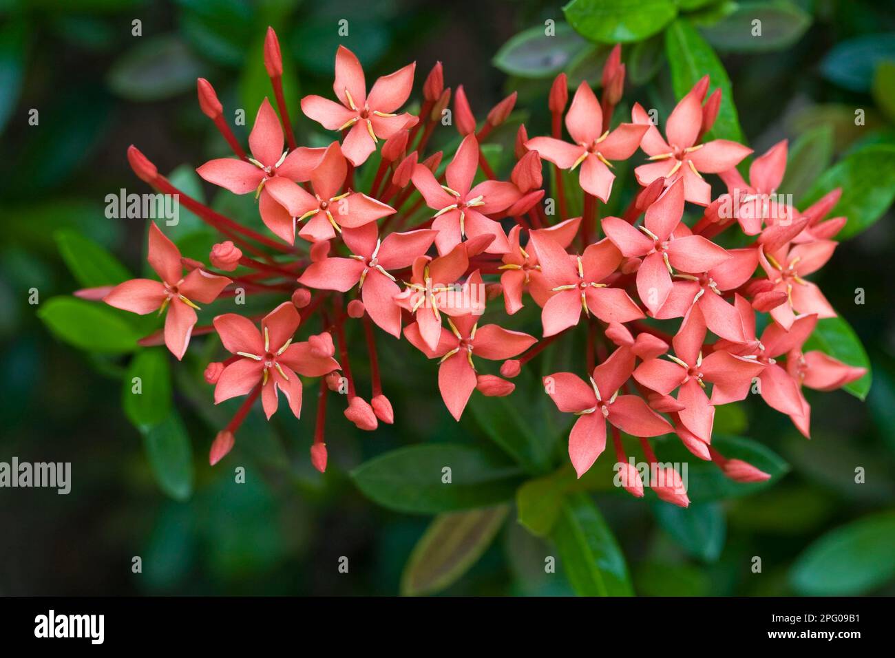 Jungle geranium (Ixora coccinea) close-up of flowers, Palawan Island ...