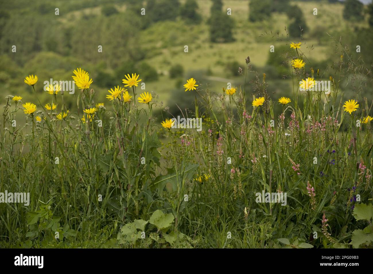 Eastern Goatsbeard, Eastern Goatsbeard (Tragopogon orientalis ...