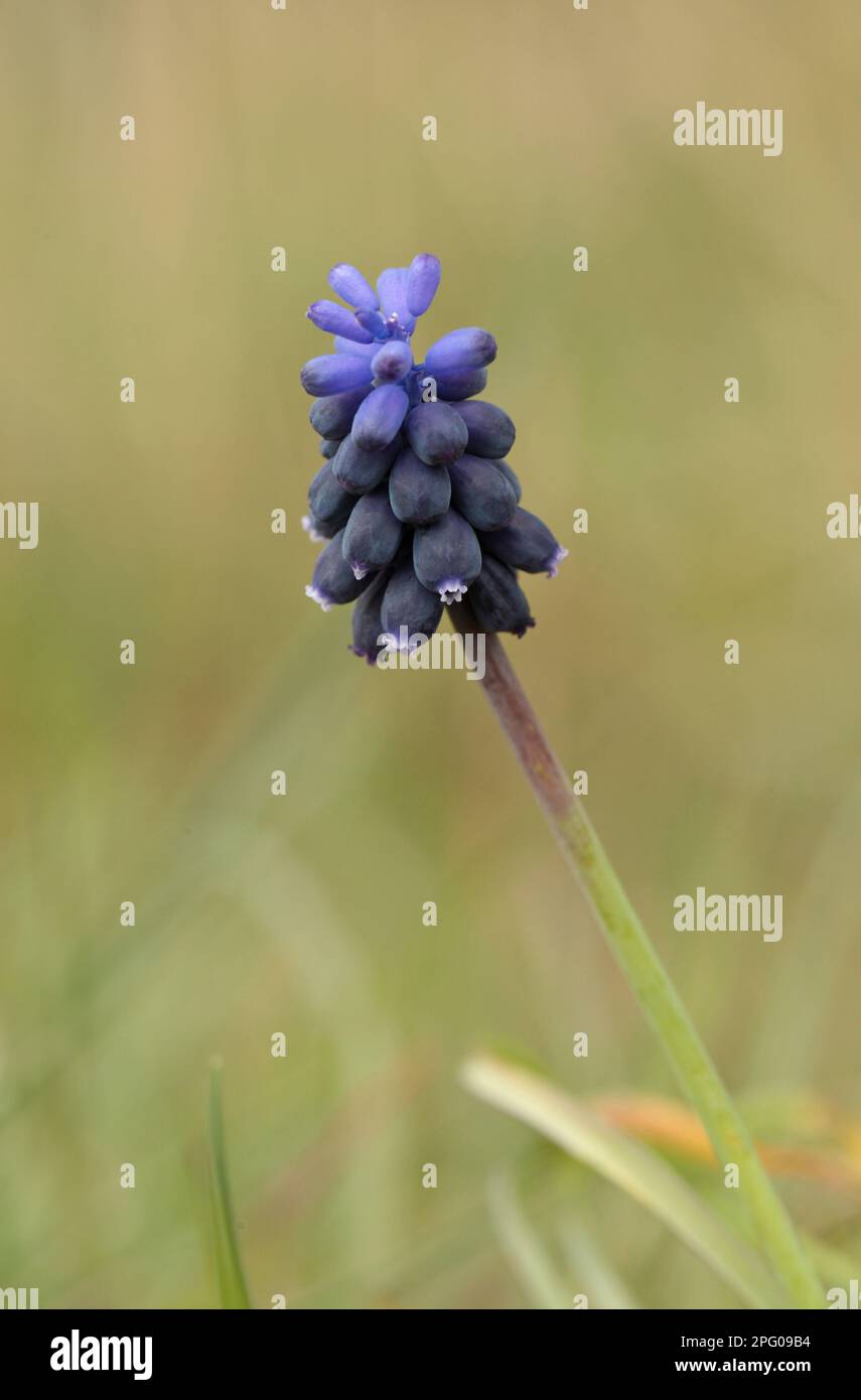 Muscari racemosum, Vineyard Grape Hyacinth, grape hyacinth ...