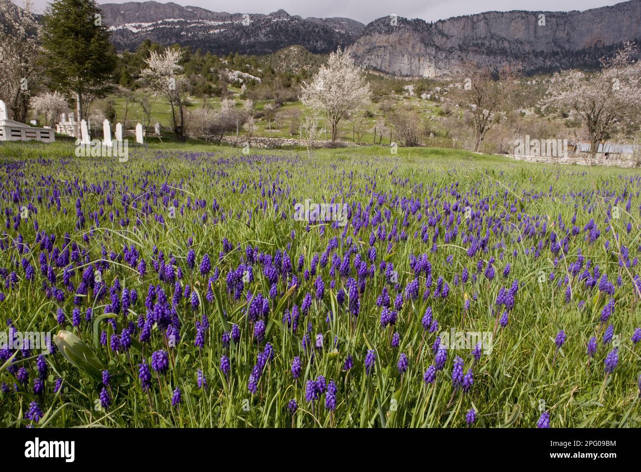 Muscari racemosum, Vineyard Grape Hyacinth, grape hyacinth ...