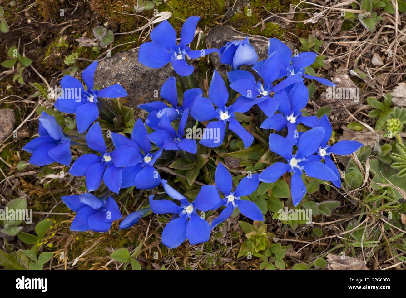 Angular gentian (Gentiana angulosa) in flower, Caucasus, Georgia ...