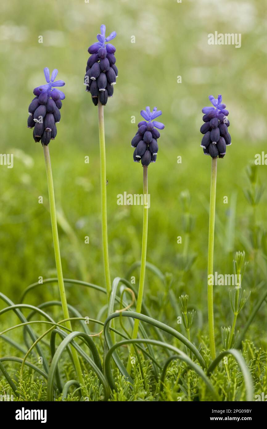 Botryoides, grape hyacinth (Hyacinthus), Lily family, Common Grape ...
