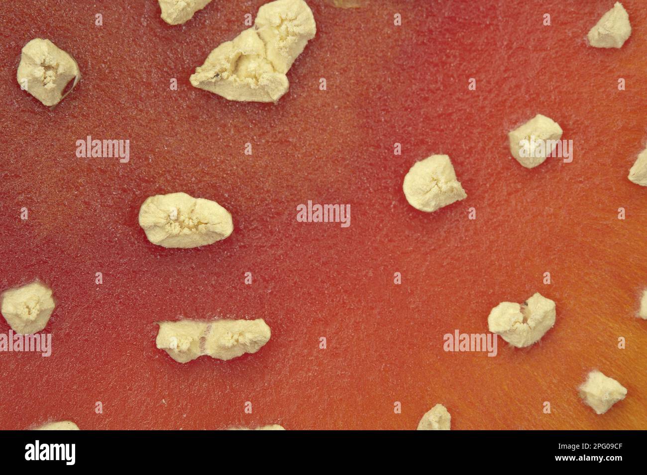 Fly Agaric (Amanita muscaria) fruiting body, close-up of red cap ...