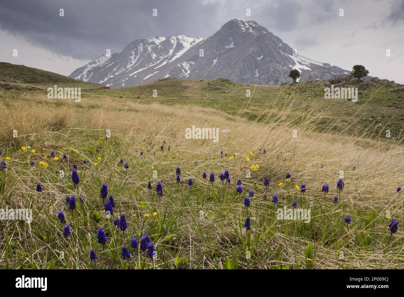 Muscari racemosum, Vineyard Grape Hyacinth, grape hyacinth ...