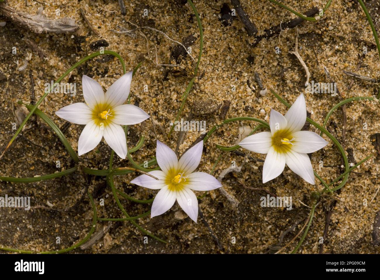Trichonema bulbocodium, sand crocus (Romulea bulbocodium), false crocus ...