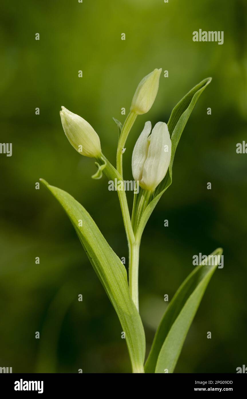 Flowering white helleborine (Cephalanthera damasonium), Denge Wood ...
