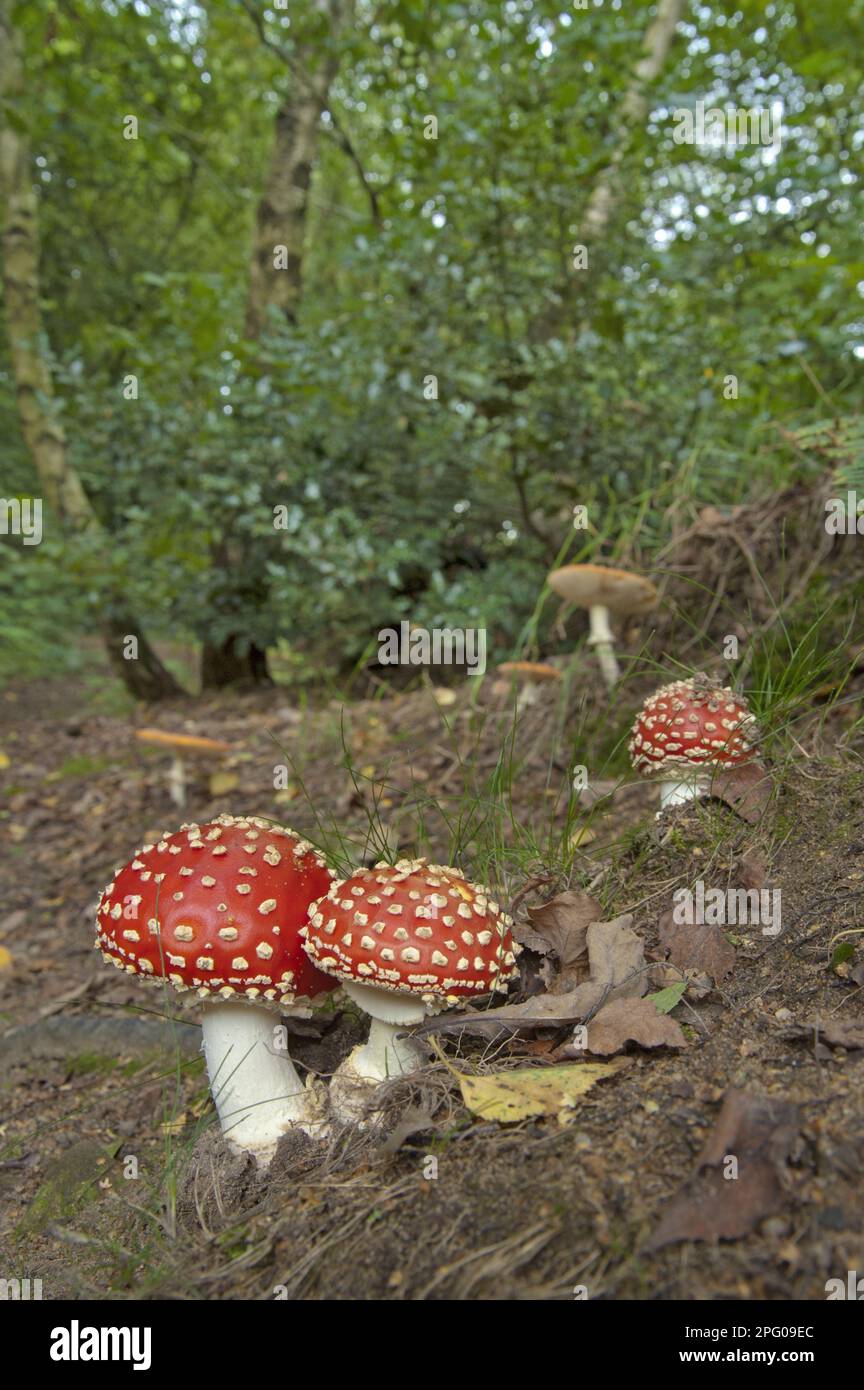 Carvers rocks hi-res stock photography and images - Alamy