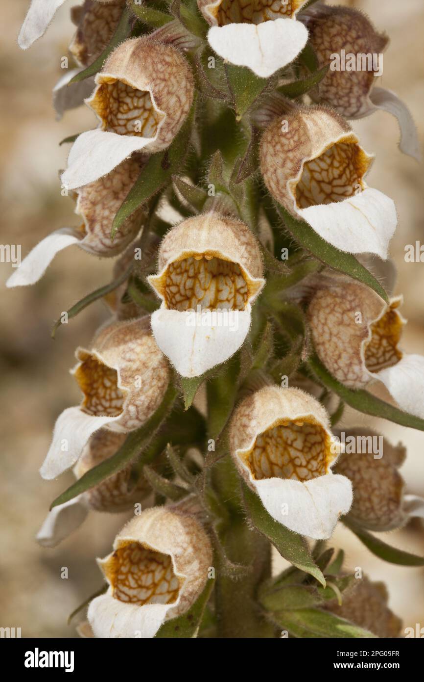 Woolly woolly foxglove (Digitalis lanata) close-up of flowers, Rila ...