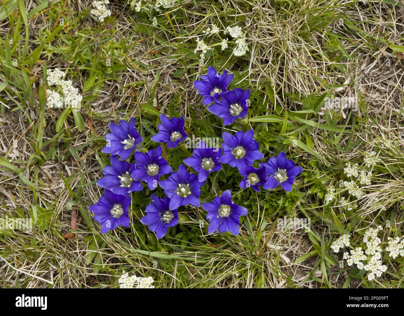 Pyrenean gentian (Gentiana pyrenaica) in flower (at 2700m), Ovit Pass ...