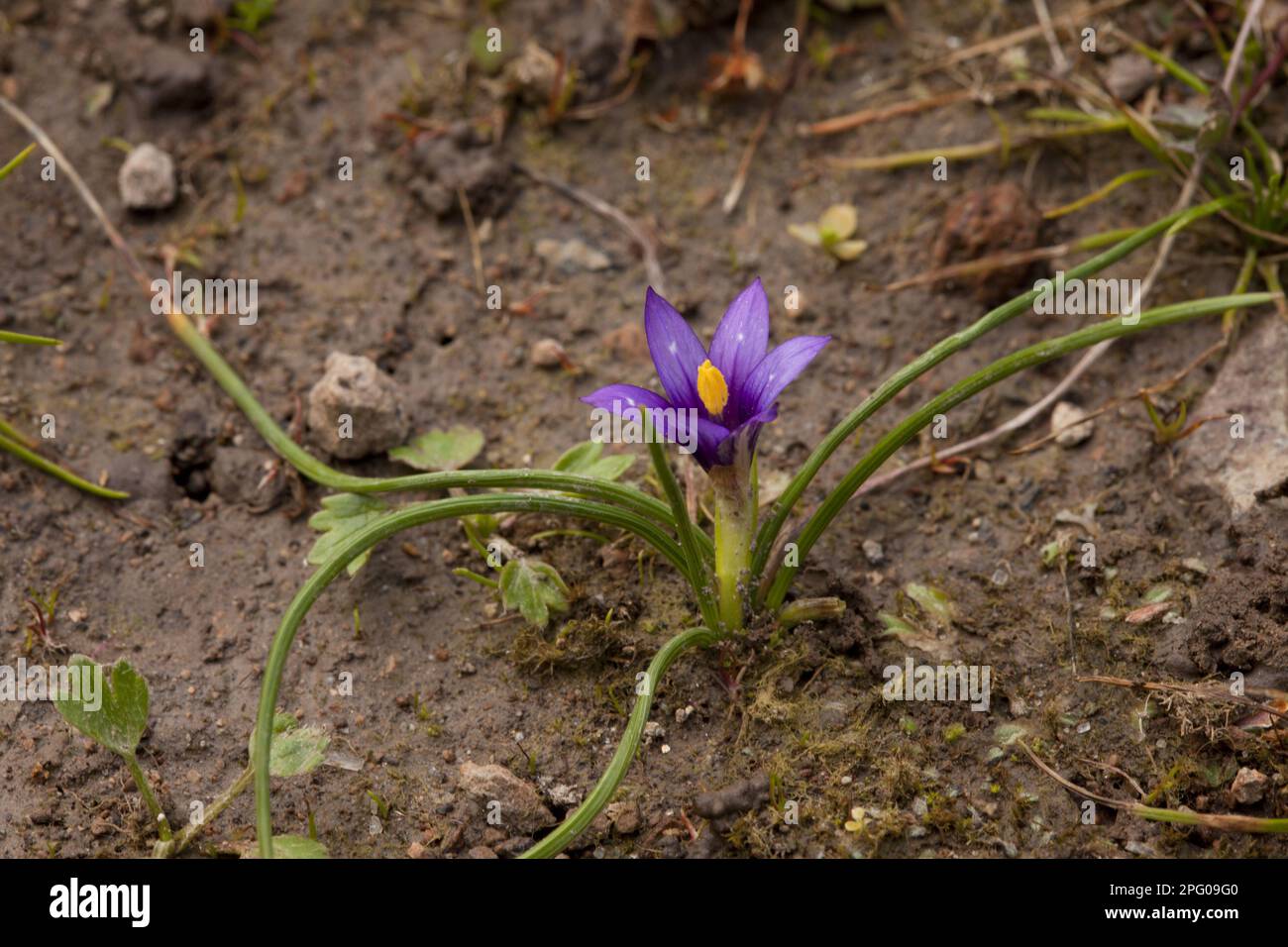 Sand-crocus (Romulea grandiscapa) (Romulea columnae), Iris family, Sand ...