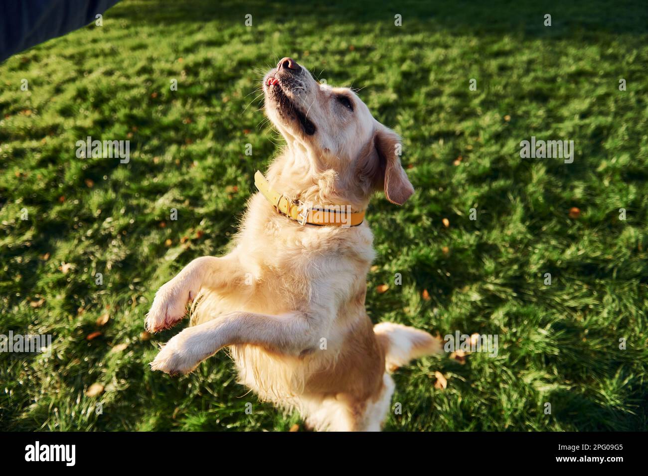Standing on the legs. Beautiful Golden Retriever dog have a walk ...