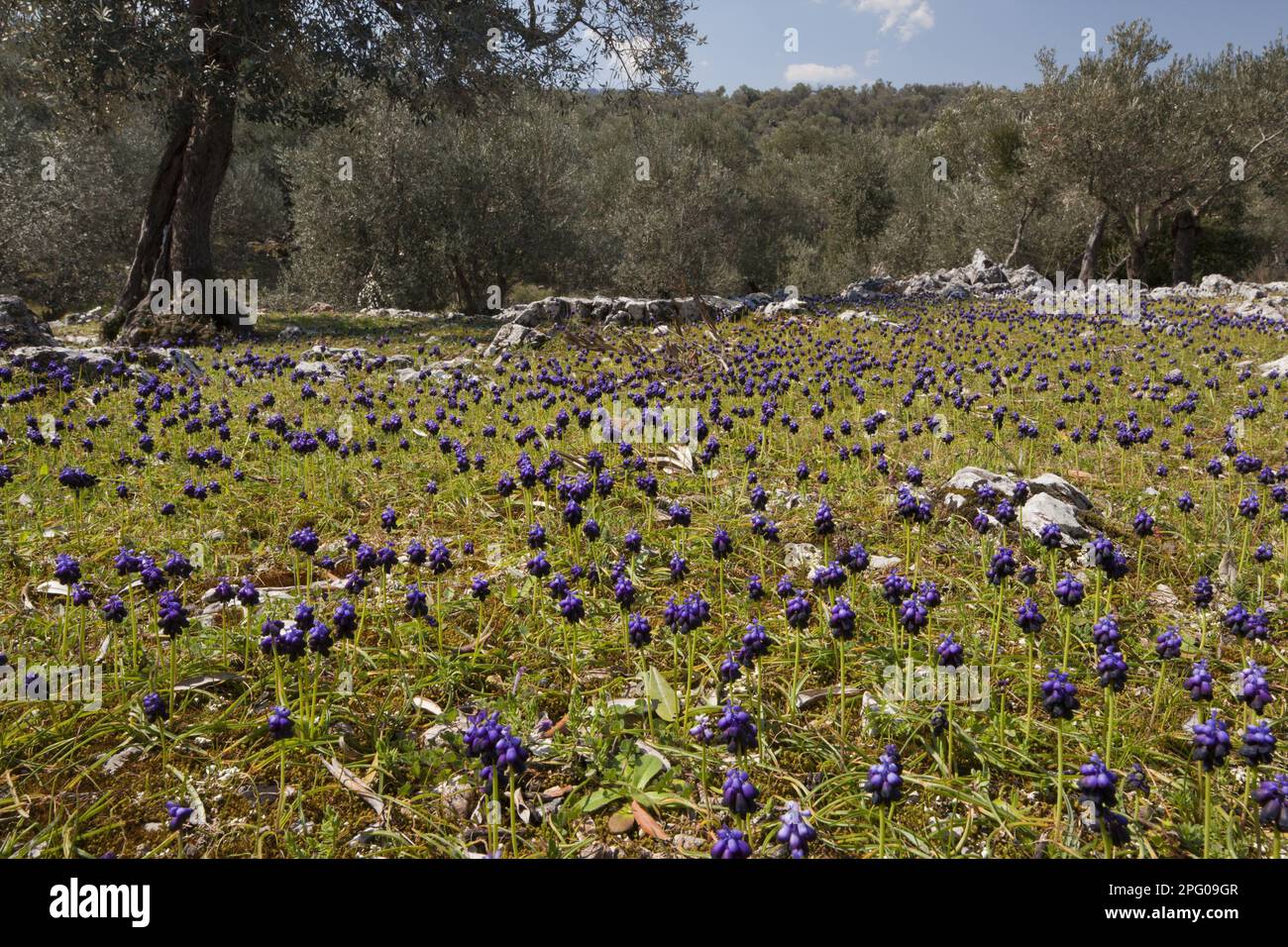 Flowering mass of dark mixed up grape hyacinth (Muscari commutatum ...