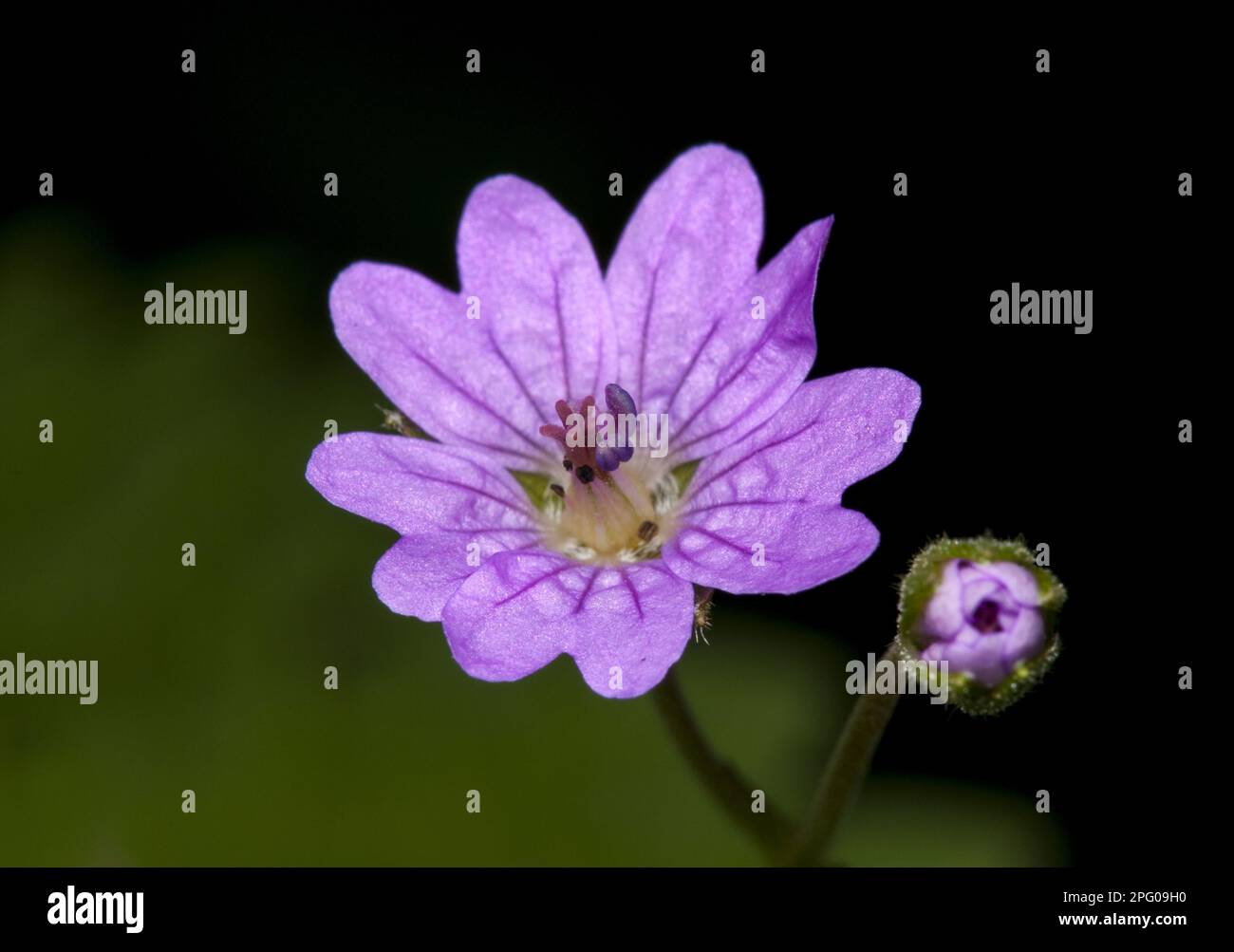 Pyrenean Cranesbill (Geranium pyrenaicum), Mountain Cranesbill ...