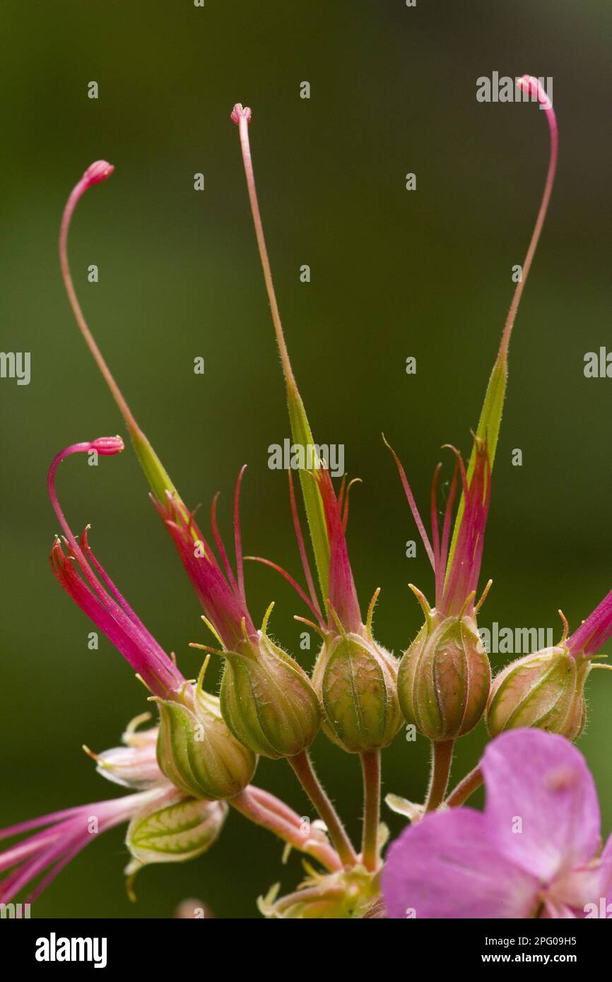 Bigroot hi-res stock photography and images - Alamy