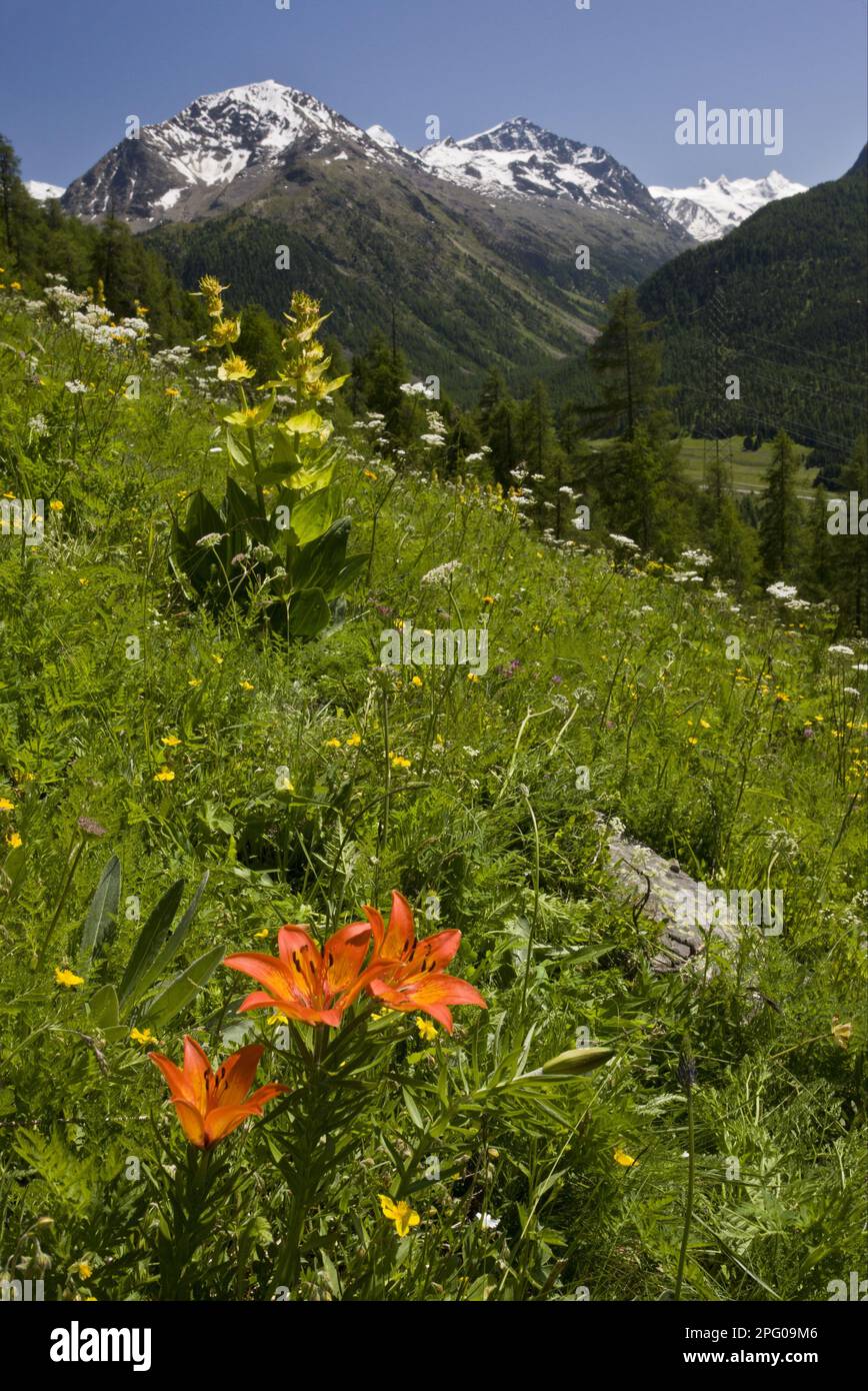 Orange Lily (Lilium bulbiferum), Great Yellow Gentian (Gentiana lutea ...