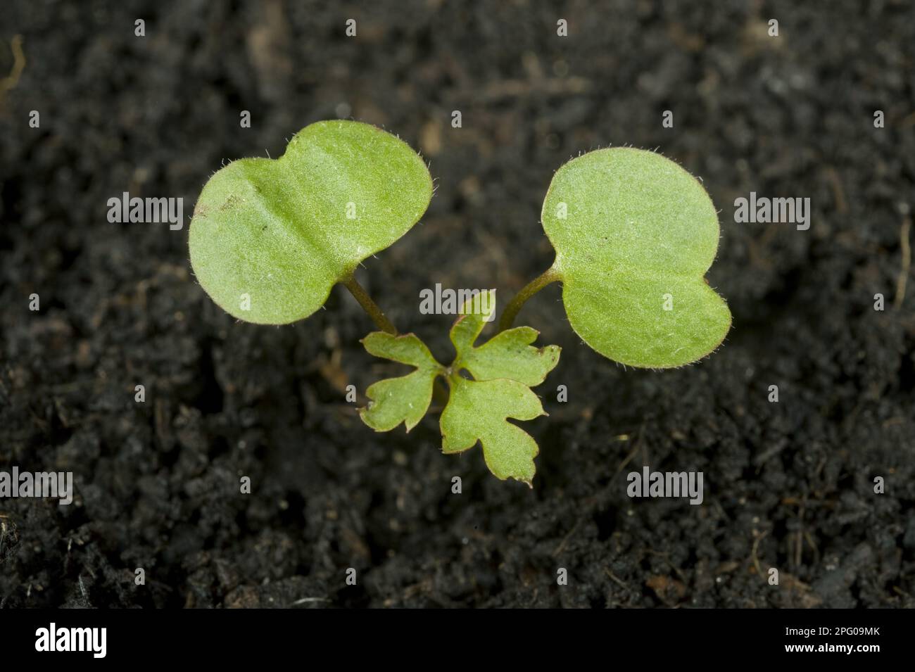 A seedling plant of herb robert (Geranium robertianum), an annual plant ...