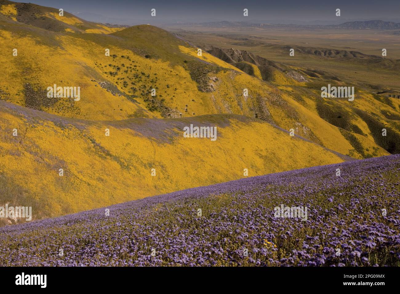 View of measures of wildflowers, mainly Hillside Daisy scorpion-weed ...