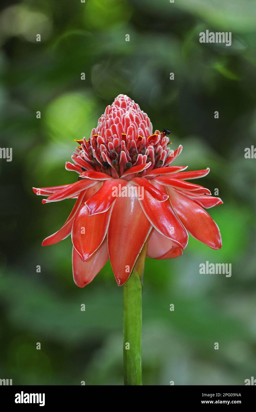 Torch ginger (Etlingera elatior) close-up of a flower spike, Trinidad ...