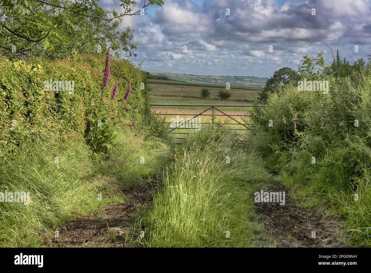 Track and metal gate at field entrance, with Common Foxglove (Digitalis ...