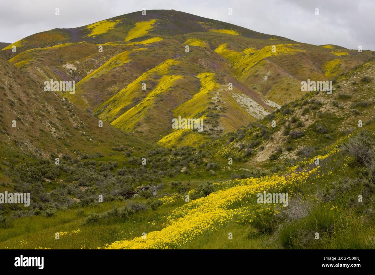View of measures of wildflowers, mainly Hillside Daisy scorpion-weed ...