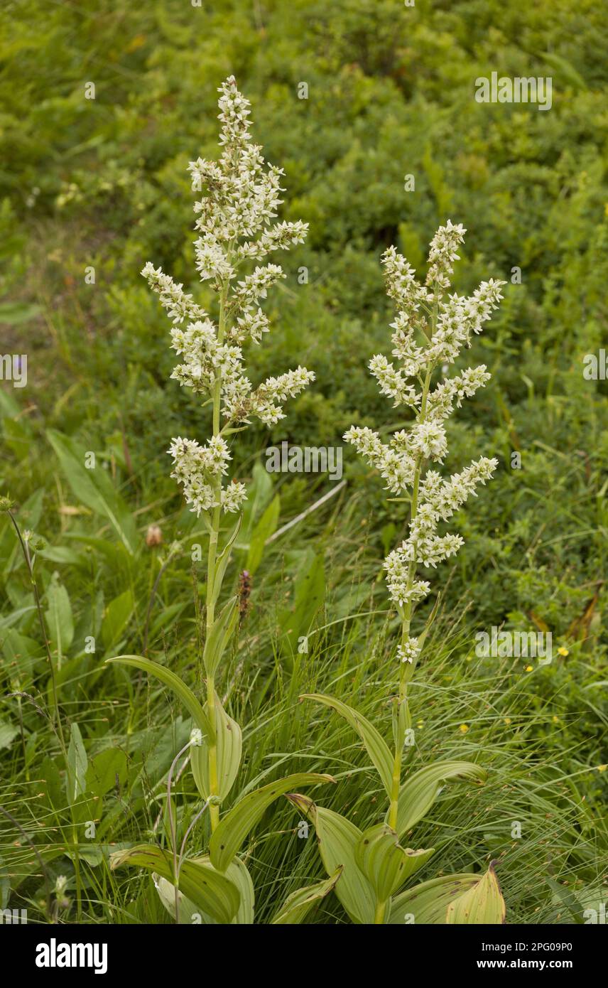 White False Helleborine (Veratrum album) flowering, growing in high ...
