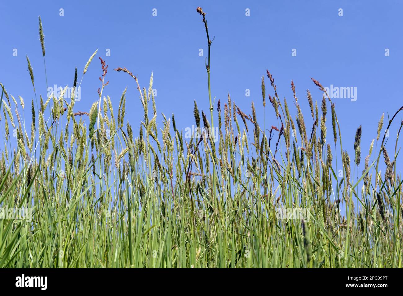 Sweet vernal grass (Anthoxanthum odoratum), flowering with sheep's ...