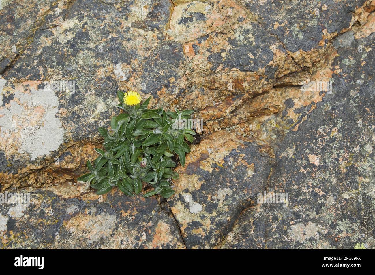Mouse-ear hawkweed (Hieracium pilosella), Mouse-ear Hawkweed, Mouse-ear ...