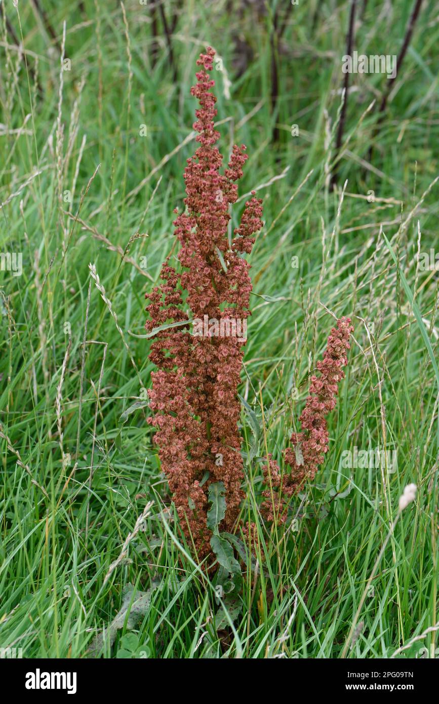 Curled Dock, Rumex crispus, seeding in grass pasture, Berkshire ...