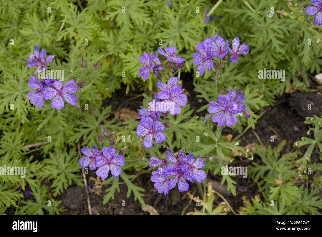 Cranesbill, cranesbill family, geranium malviflorum Stock Photo - Alamy