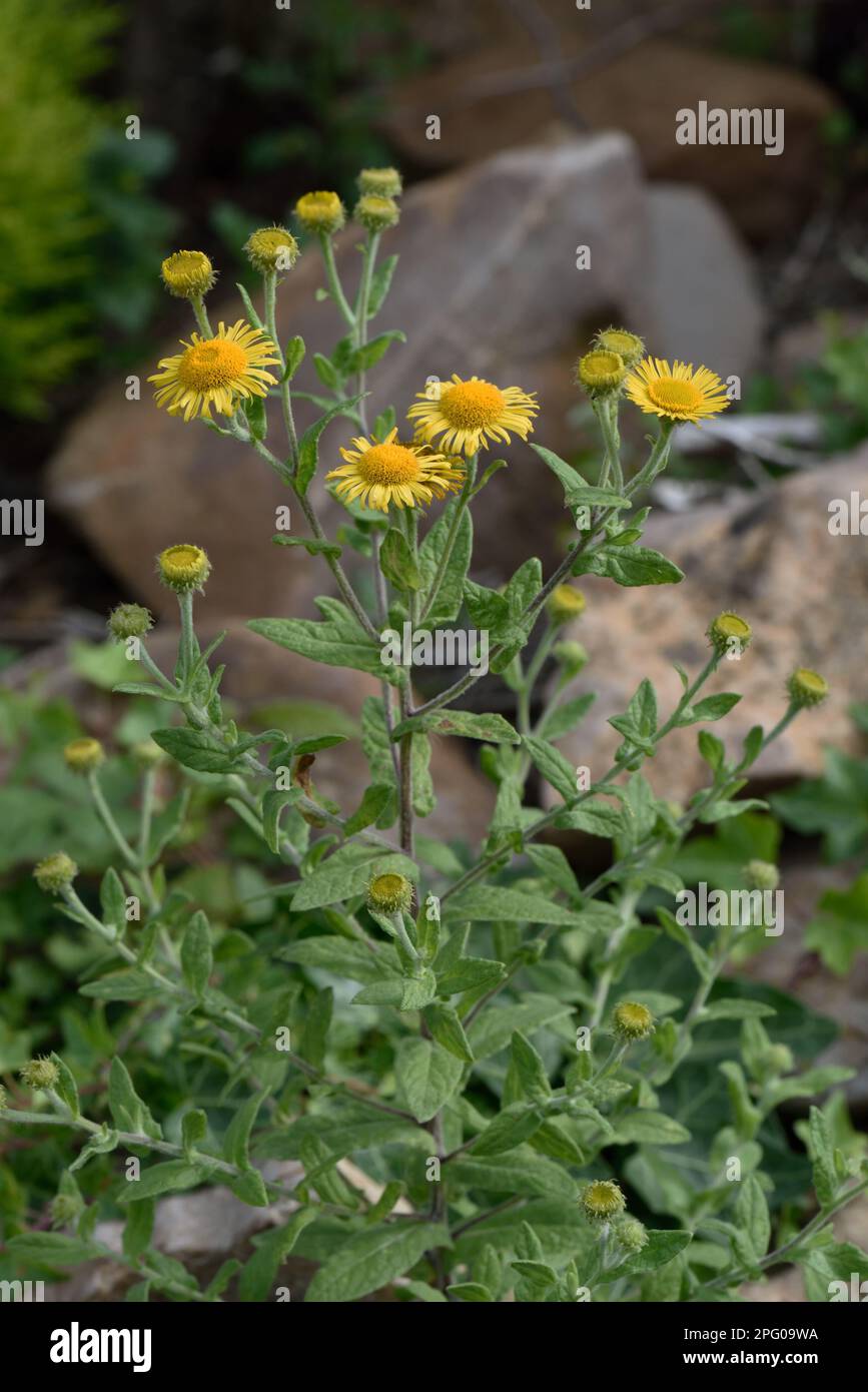 Common fleabane (Pulicaria dysenterica), flowering plant, Berkshire ...