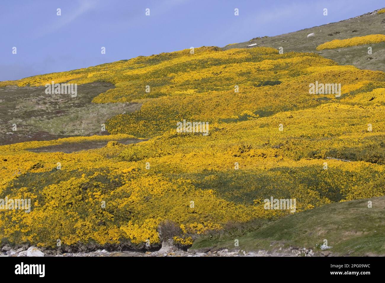 Gorse broom hi-res stock photography and images - Alamy