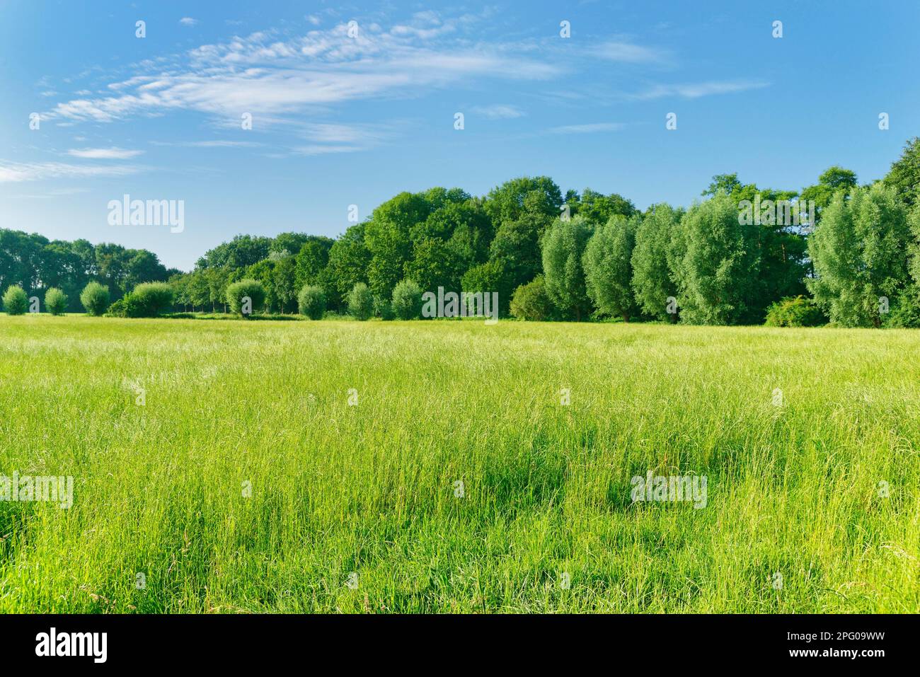 Meadow in the Huelser Bruch, Huels, Krefeld, North Rhine-Westphalia ...