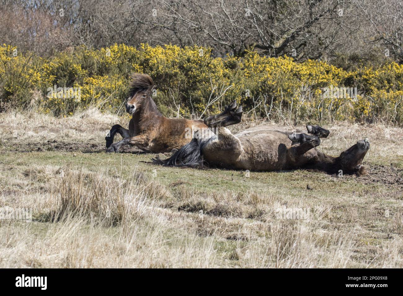 Exmoor pony, Exmoor ponies, Exmoorponies, pedigree horses, purebred ...